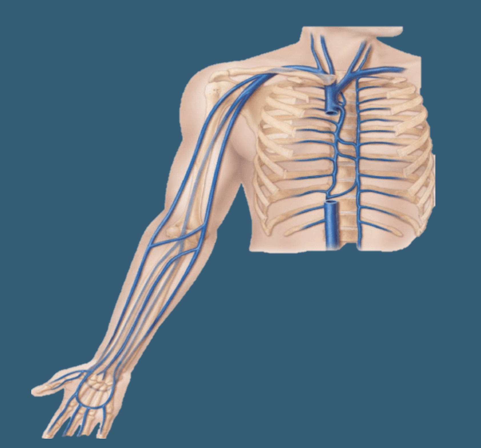 13. Vascular Access, Venepuncture & Cannulation - (DMT) - Trauma Training