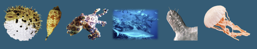 Marine Envenomations & Attacks (First Aid) - Trauma Training