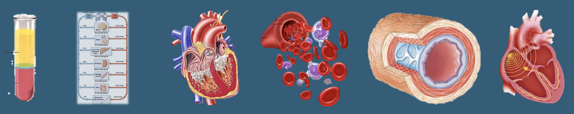 Cardiovascular Anatomy -(First Aid) - Trauma Training