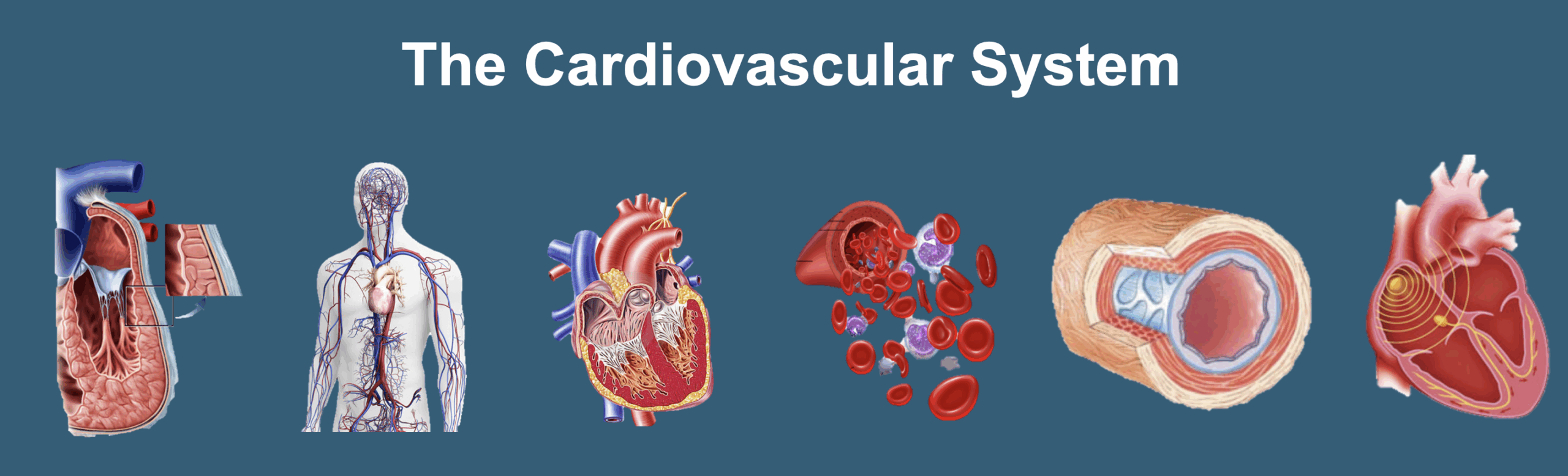 Cardiovascular Anatomy - (Post DMT) - Trauma Training