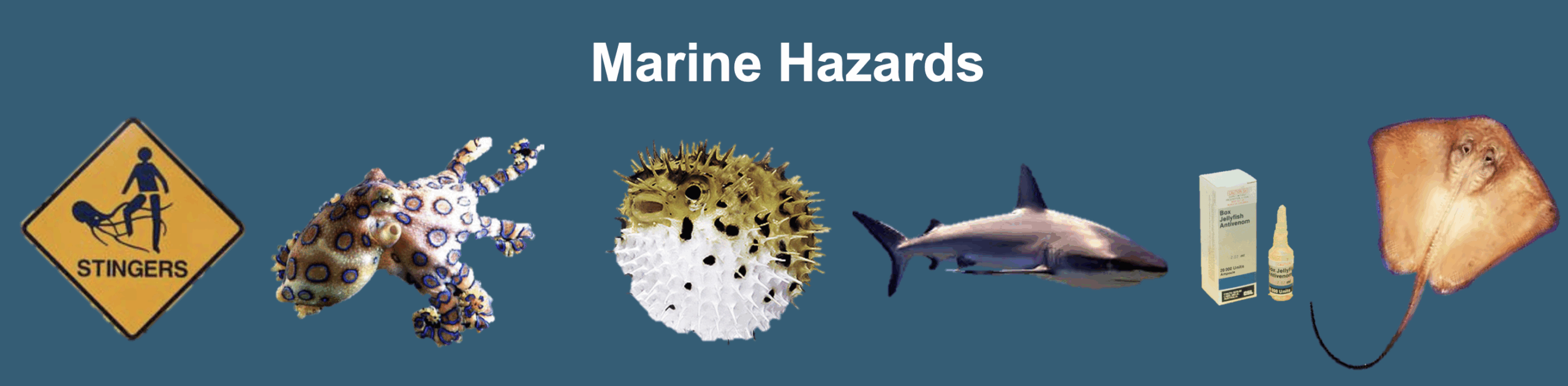 Marine Envenomations & Attacks - (First Aid) - Trauma Training
